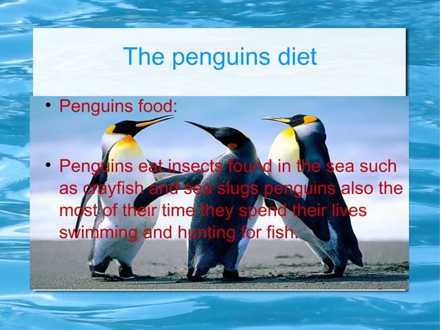 Penguins, By Aimee | PPT