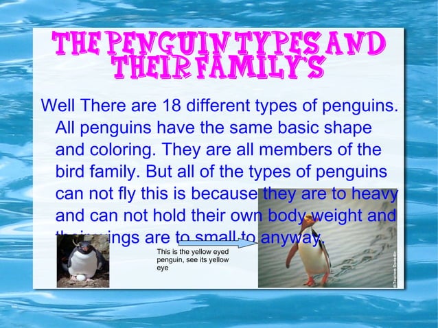 Penguins, By Aimee | PPT