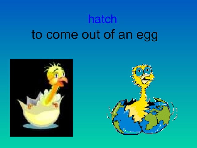 Penguin chick vocab | PPT