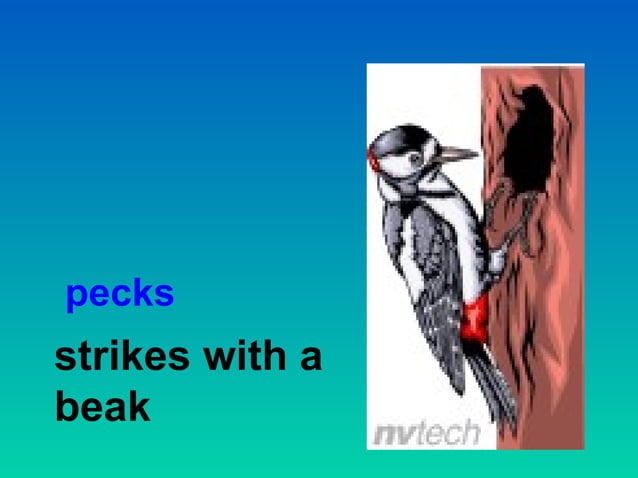 Penguin chick vocab | PPT