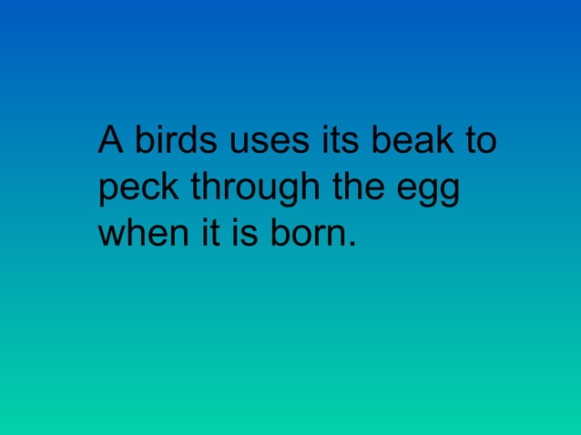 Penguin chick vocab | PPT