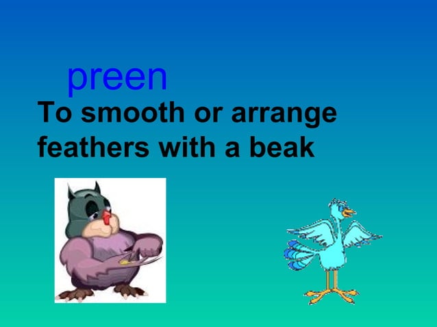 Penguin chick vocab