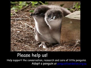 Little Penguins | PPT