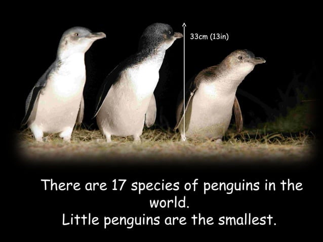 Little Penguins | PPT