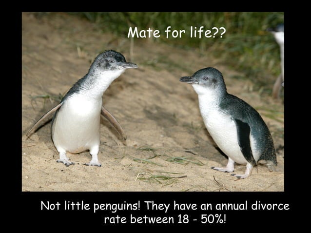 Little Penguins | PPT