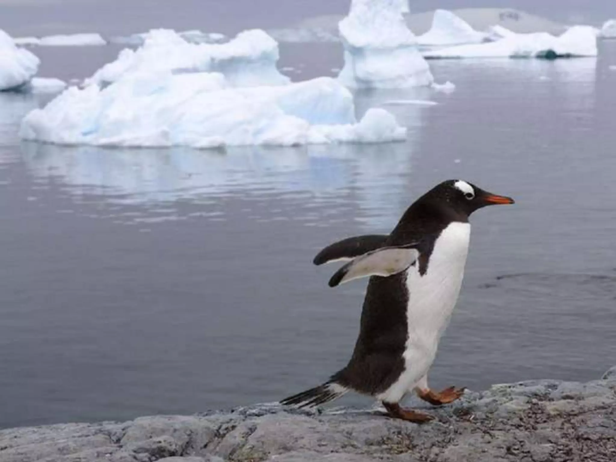 Penguin flightless birds (catherine) | PPSX