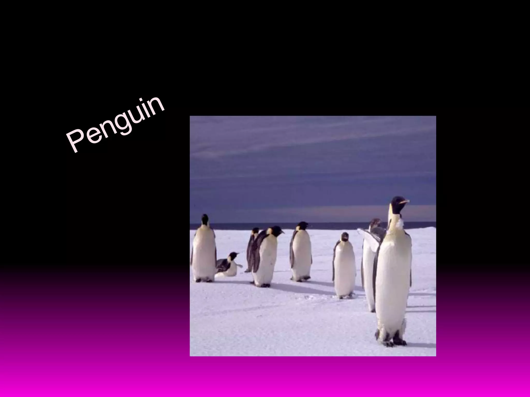 Penguin powerpoint | PPTX