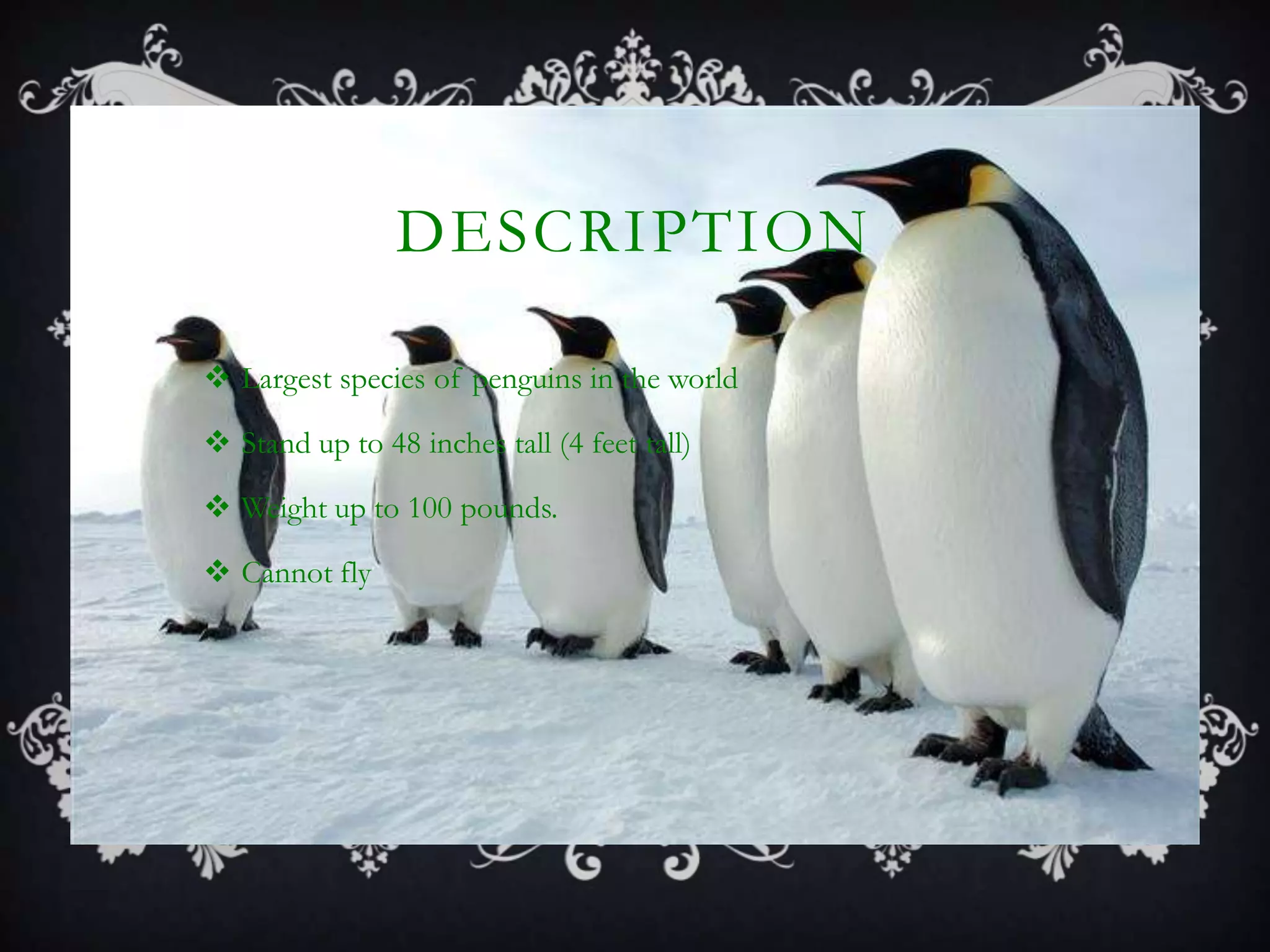 Penguin presentation | PPTX