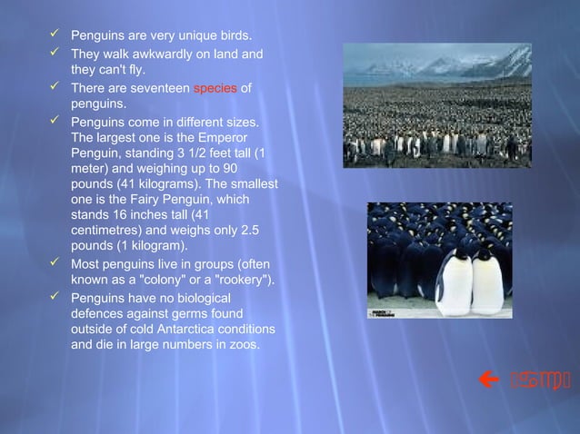Penguins | PPT