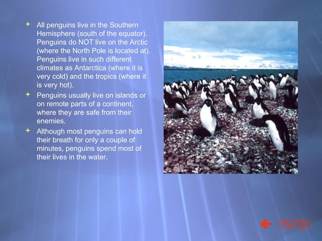 Penguins | PPT