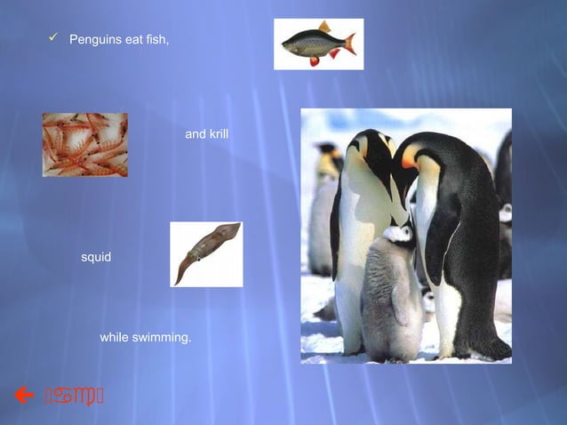 Penguins | PPT