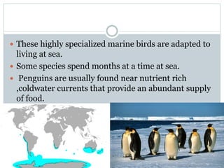 Penguins | PPTX