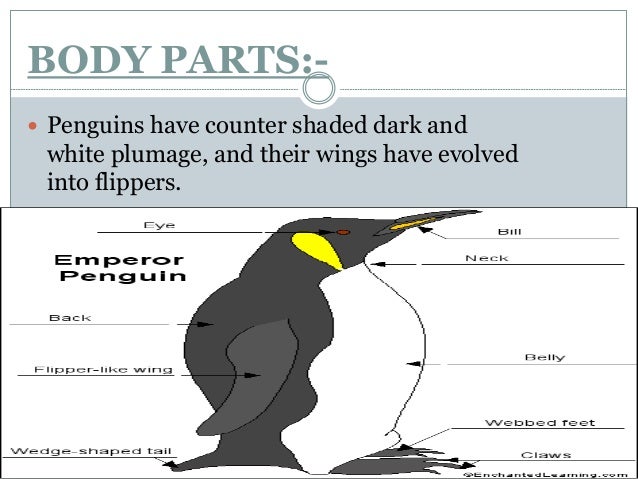 Penguins