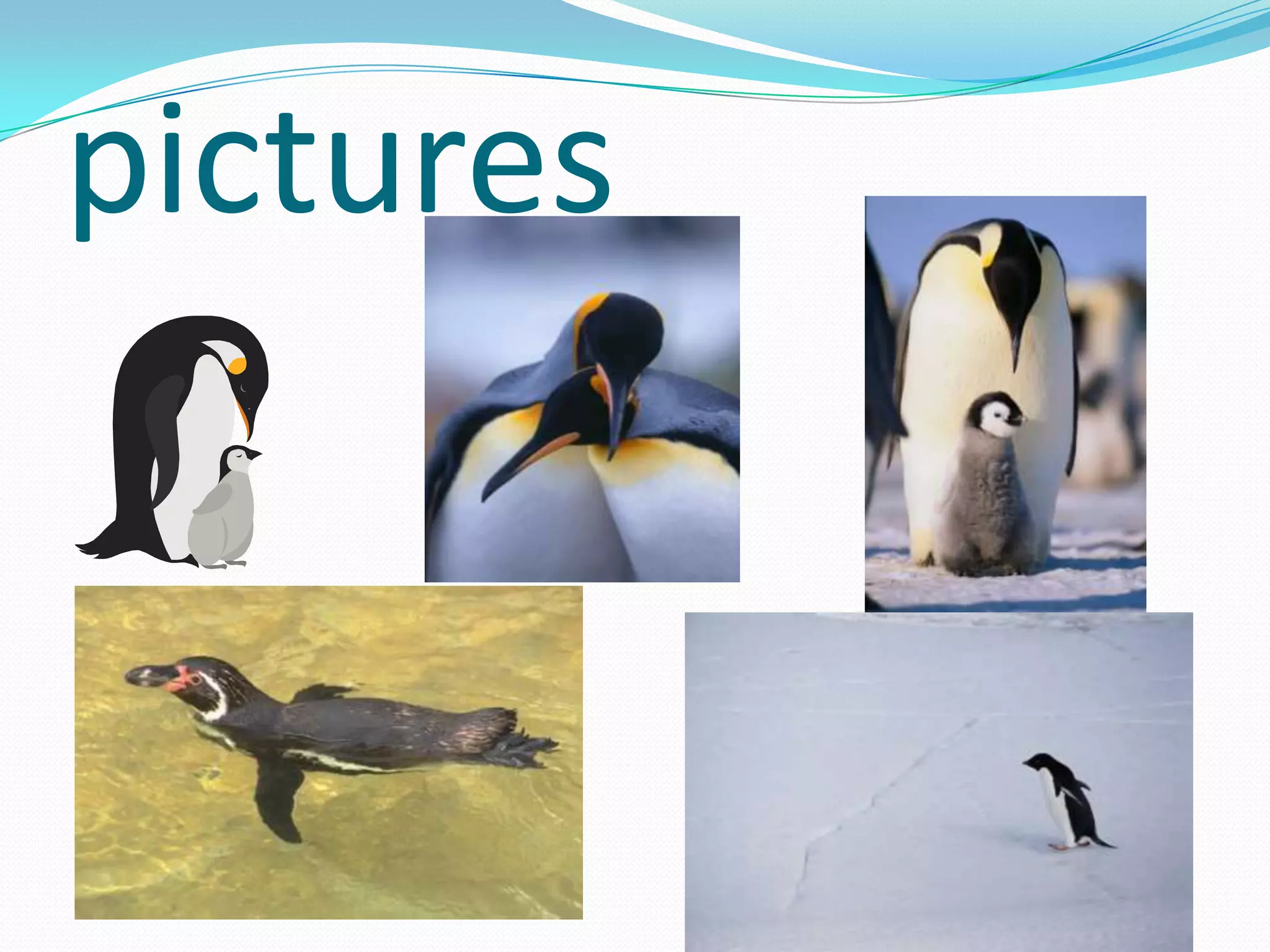 Penguins aal mackenie | PPTX