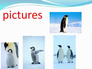 Penguins aal mackenie | PPTX