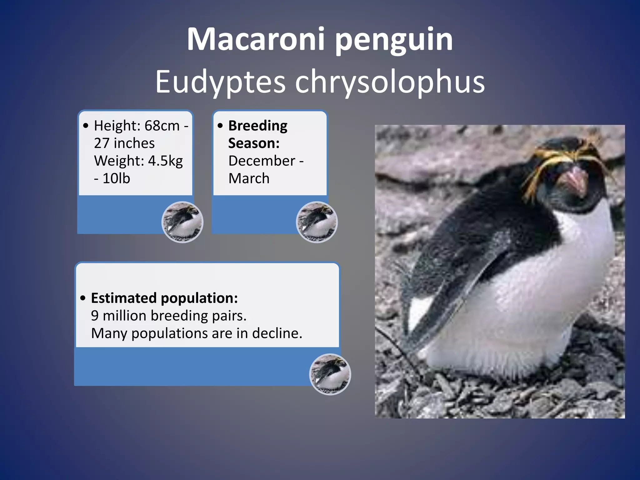 Penguins in antarctica | PPTX