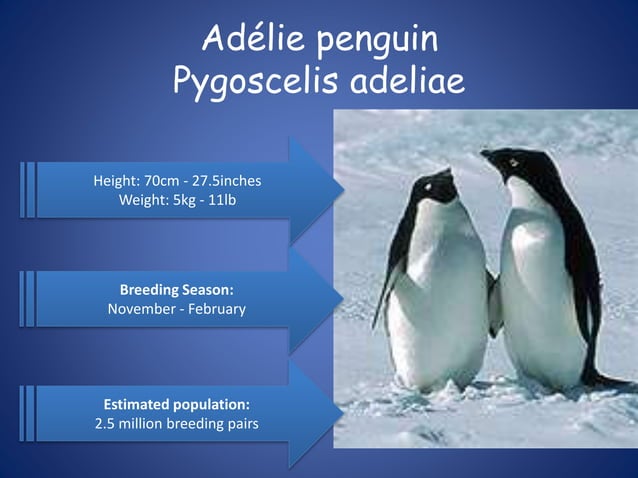 Penguins in antarctica | PPTX