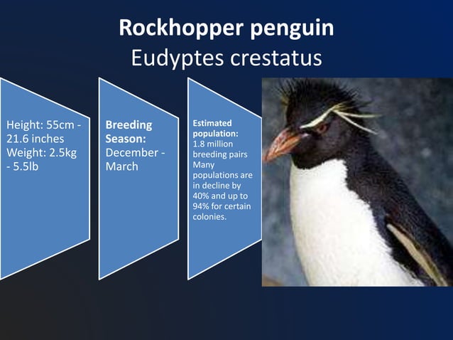 Penguins in antarctica | PPTX