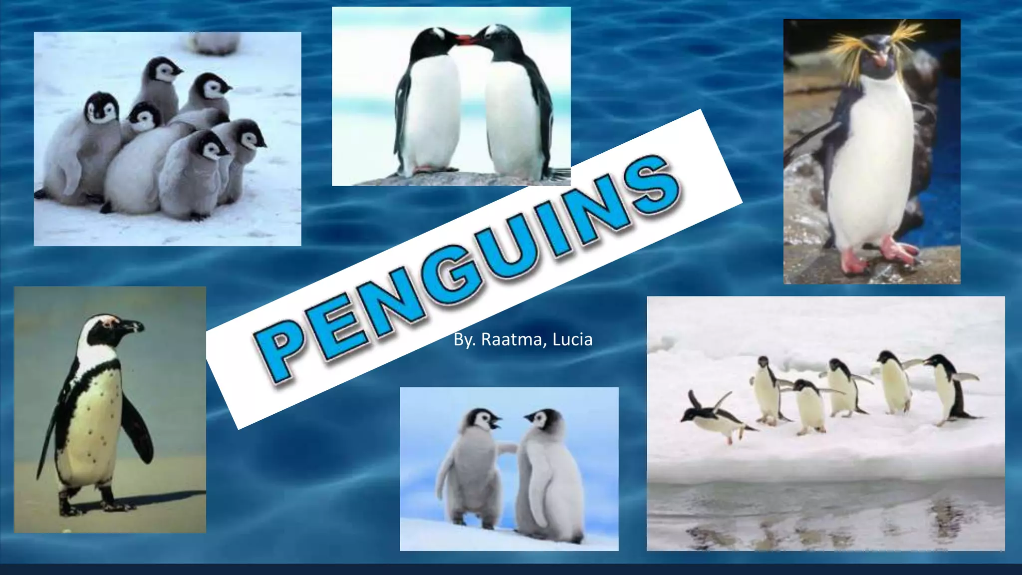 Penguin power point for school or work | PPTX | Birdwatching | Hobbies ...