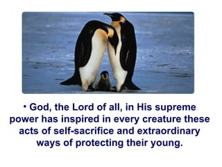 Penguins the sacrifice | PPT