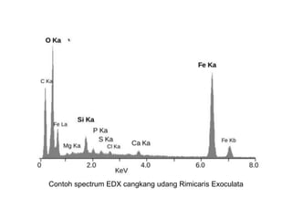 Pengujian material menggunakan SEM-EDX | PPTX