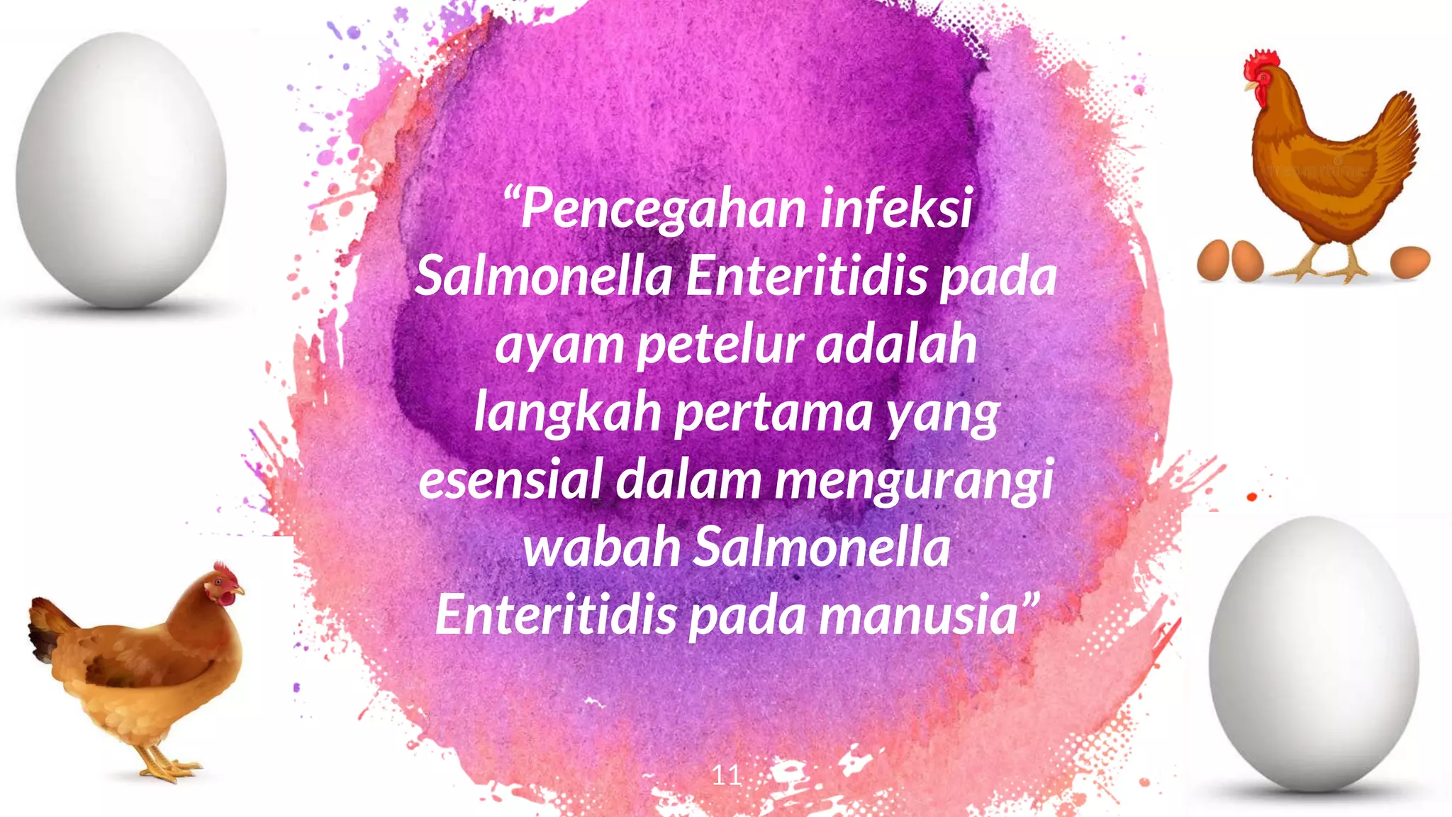 Pengurangan Risiko Salmonella Enteritidis Pada Ayam Petelur ...