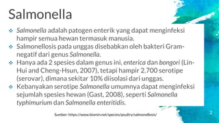 Pengurangan Risiko Salmonella Enteritidis Pada Ayam Petelur ...