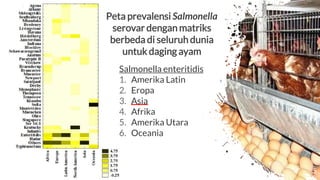 Pengurangan Risiko Salmonella Enteritidis Pada Ayam Petelur ...