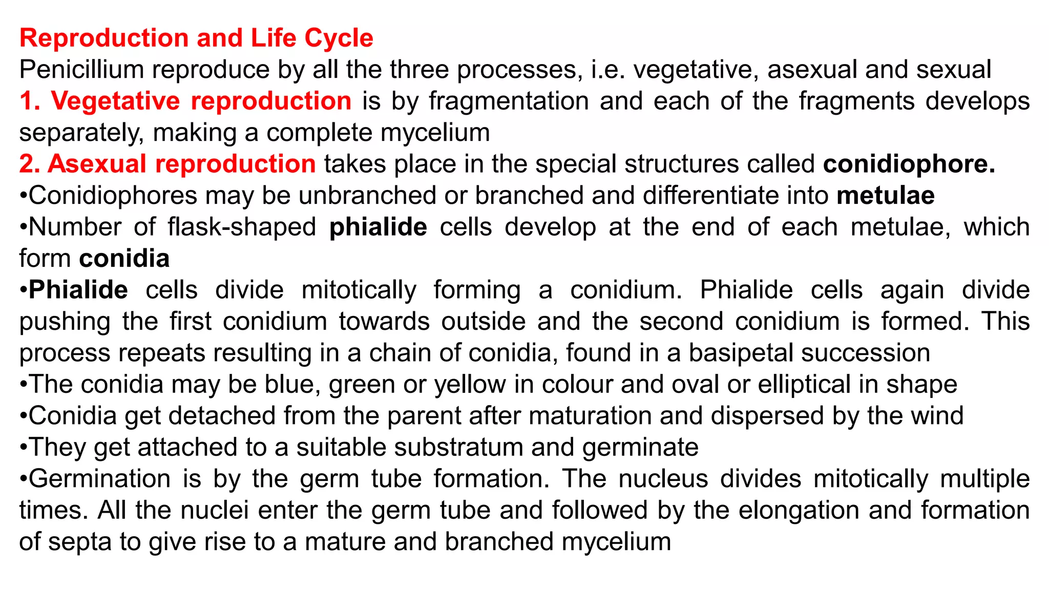 penicilium.pdf