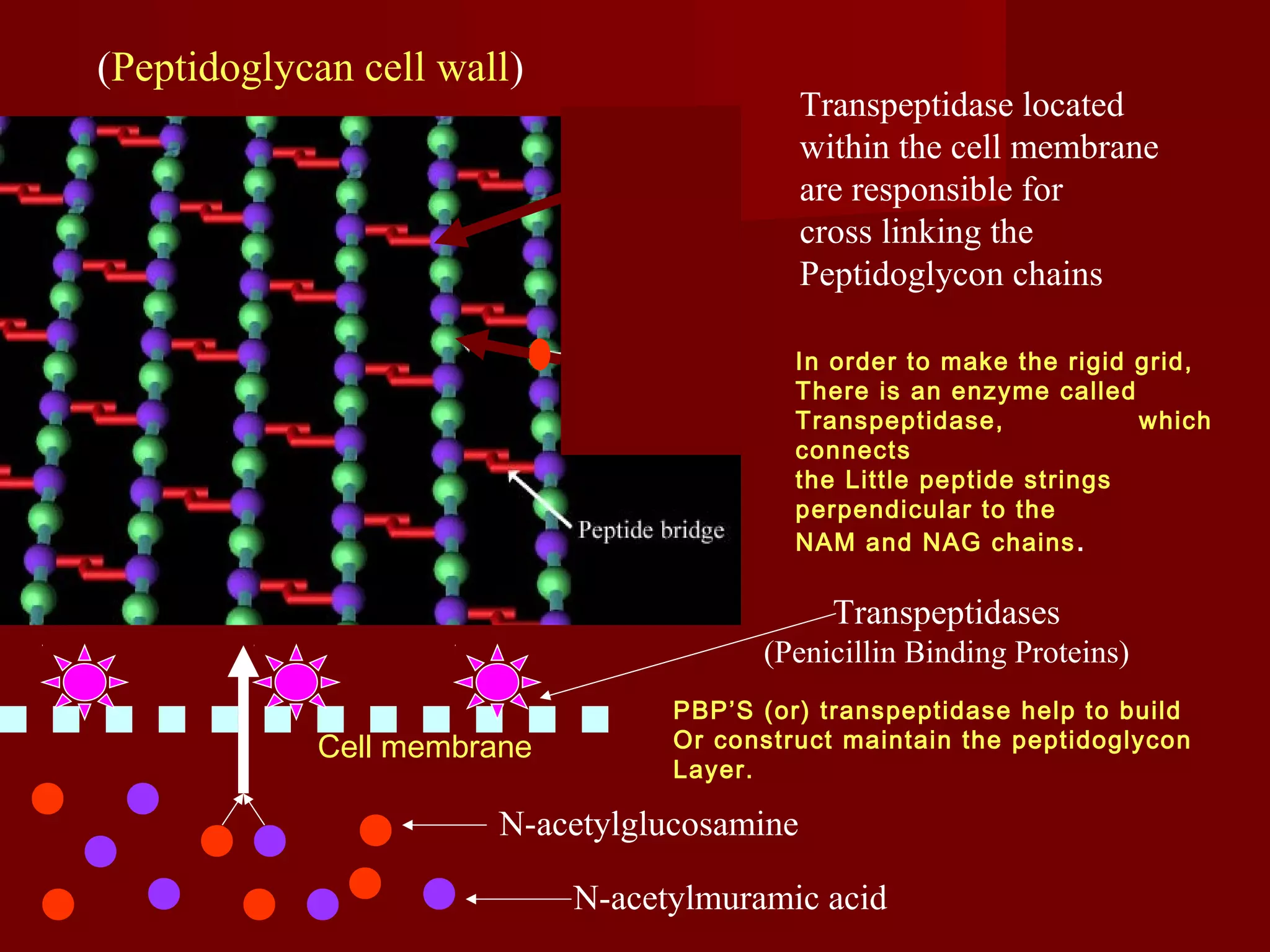 penicillins - power point - History,mechanism of action,classification ...