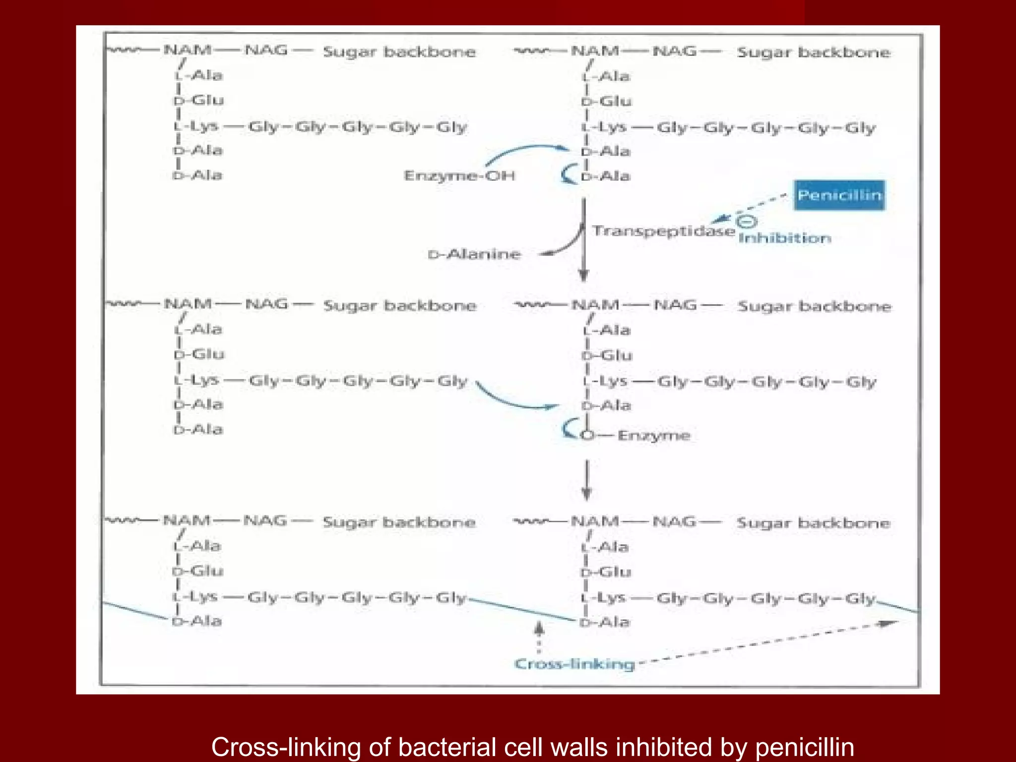 penicillins - power point - History,mechanism of action,classification ...