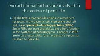 Antibiotic Penicillin | PPTX