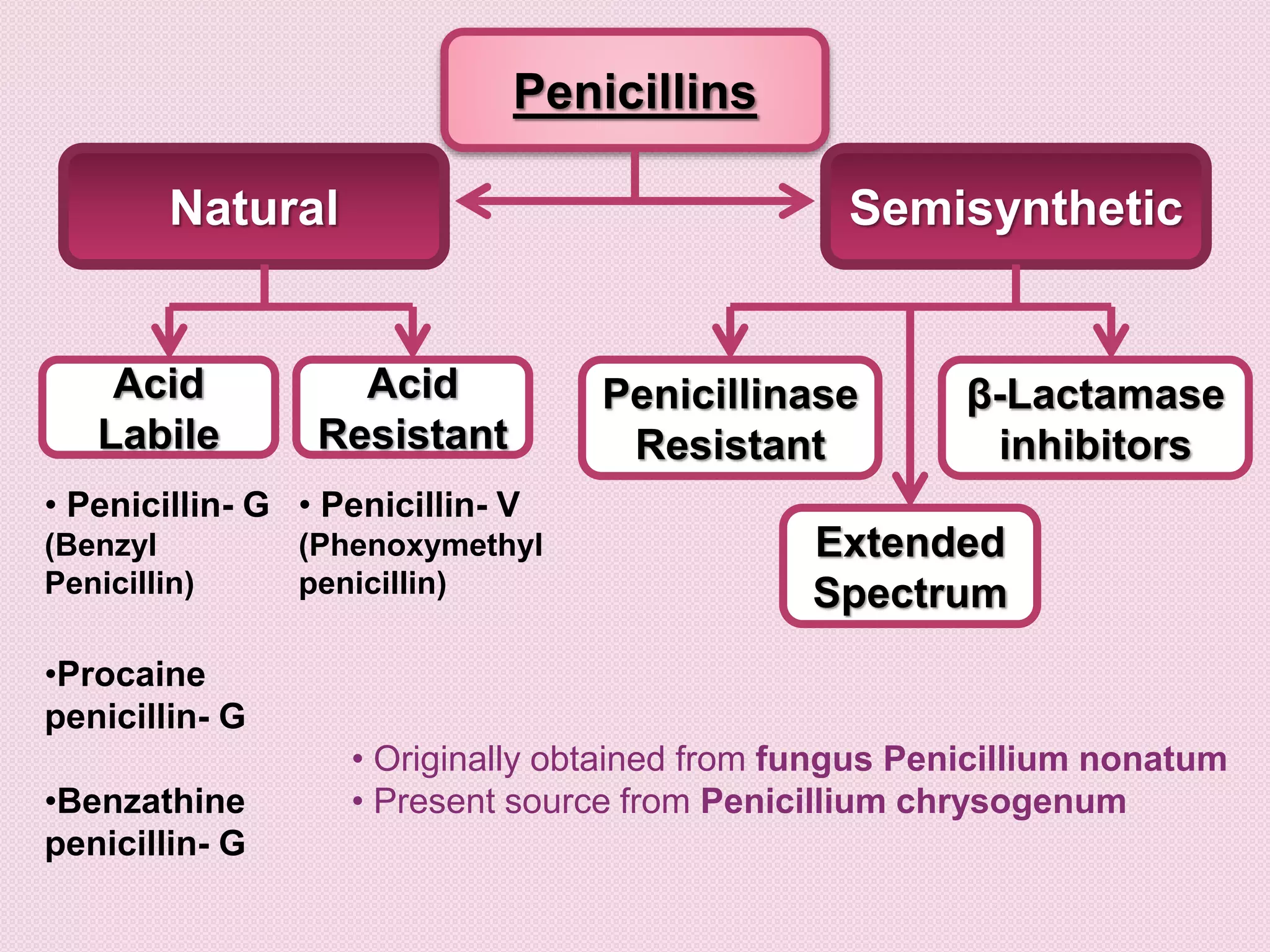 Penicillin | PPTX
