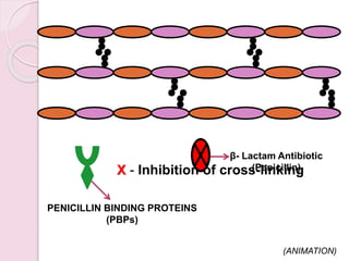 Penicillin Mechanism Of Action Animation