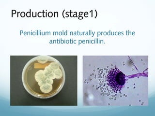 Penicillin -discovery and production | PPT