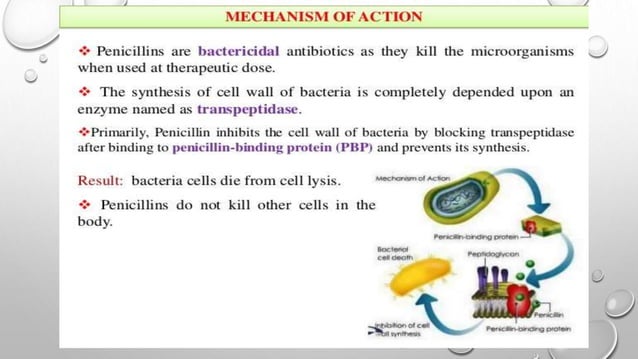Penicillin | PPT