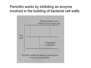 Penicillin.ppt