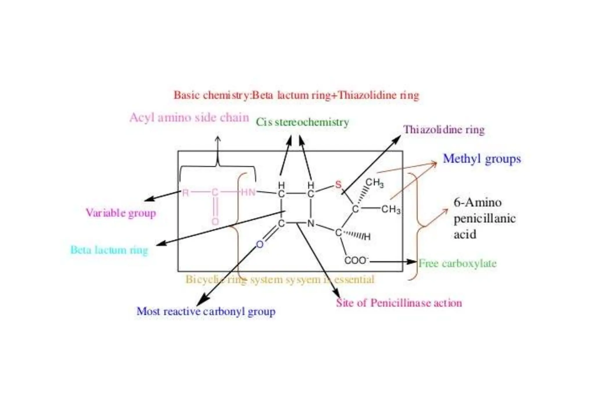 Medicinal chemistry Penicillin antibiotics | PPTX
