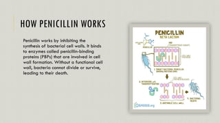 penicillin discovery and mechanism its types and future off the drug | PPT