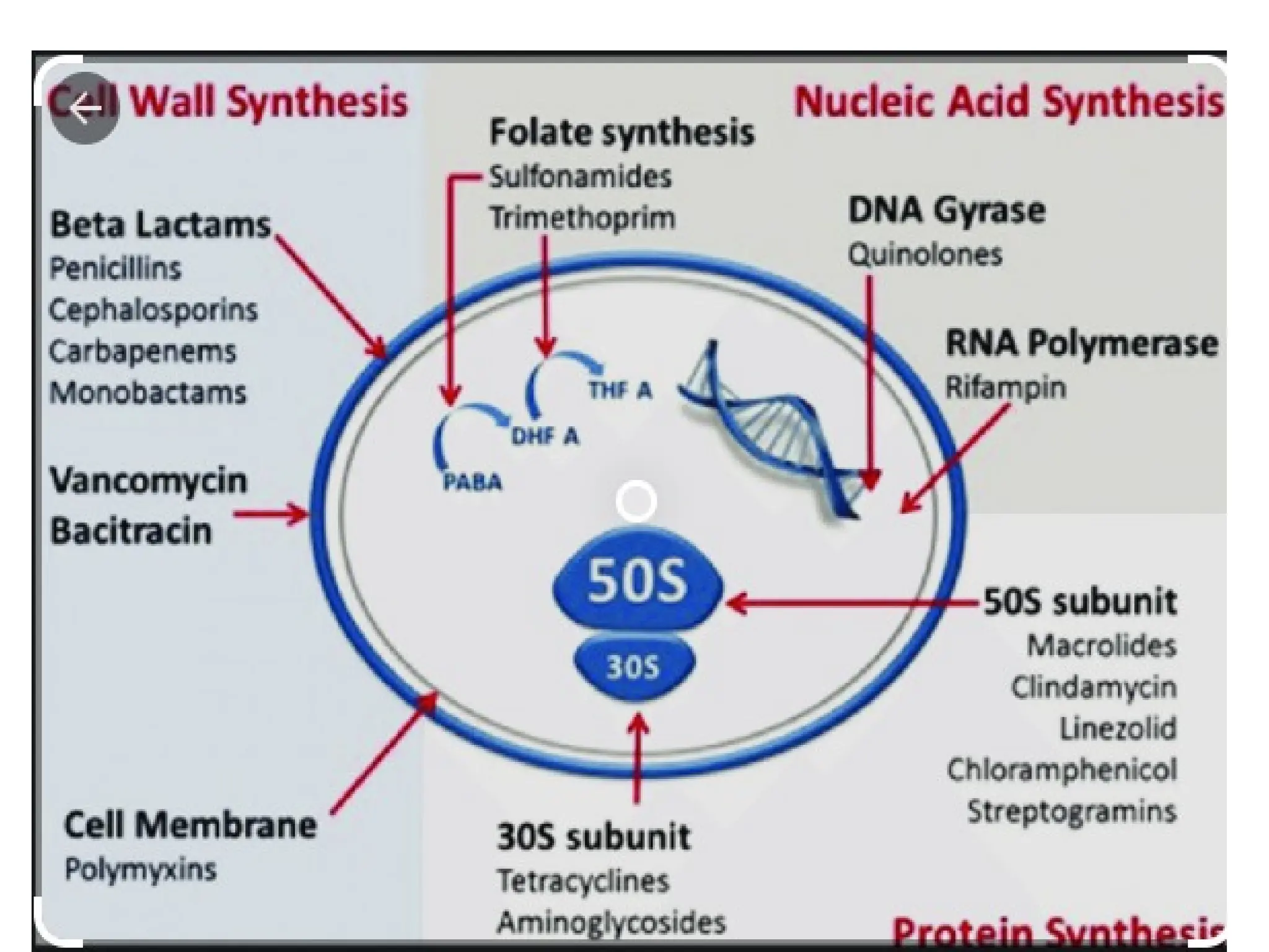 penicillin micro biology 2nd year mbbs CMC.pptx