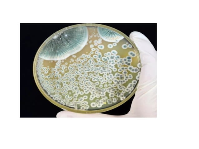 penicillin micro biology 2nd year mbbs CMC.pptx