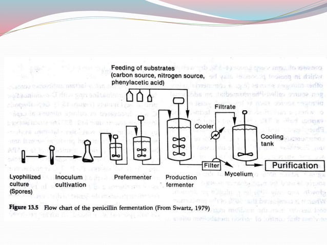 Penicillin fermentation[1] | PPTX
