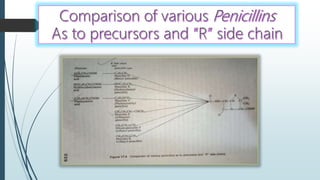 Penicillin full information | PPTX