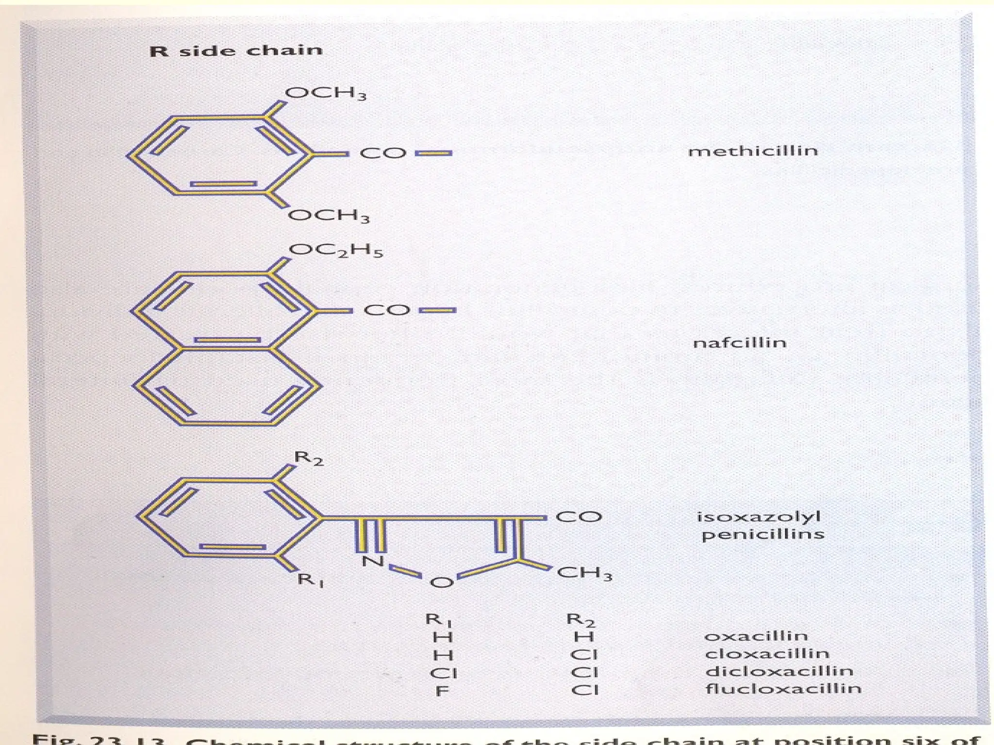 penicillin G antibiotics and beta lactam antibiotic | PPT