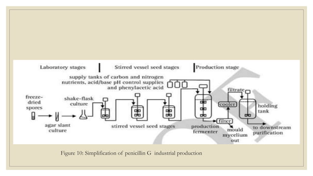 Fed-Batch fermentation for the Production of penicillin G from ...