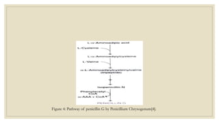 Fed-Batch fermentation for the Production of penicillin G from ...