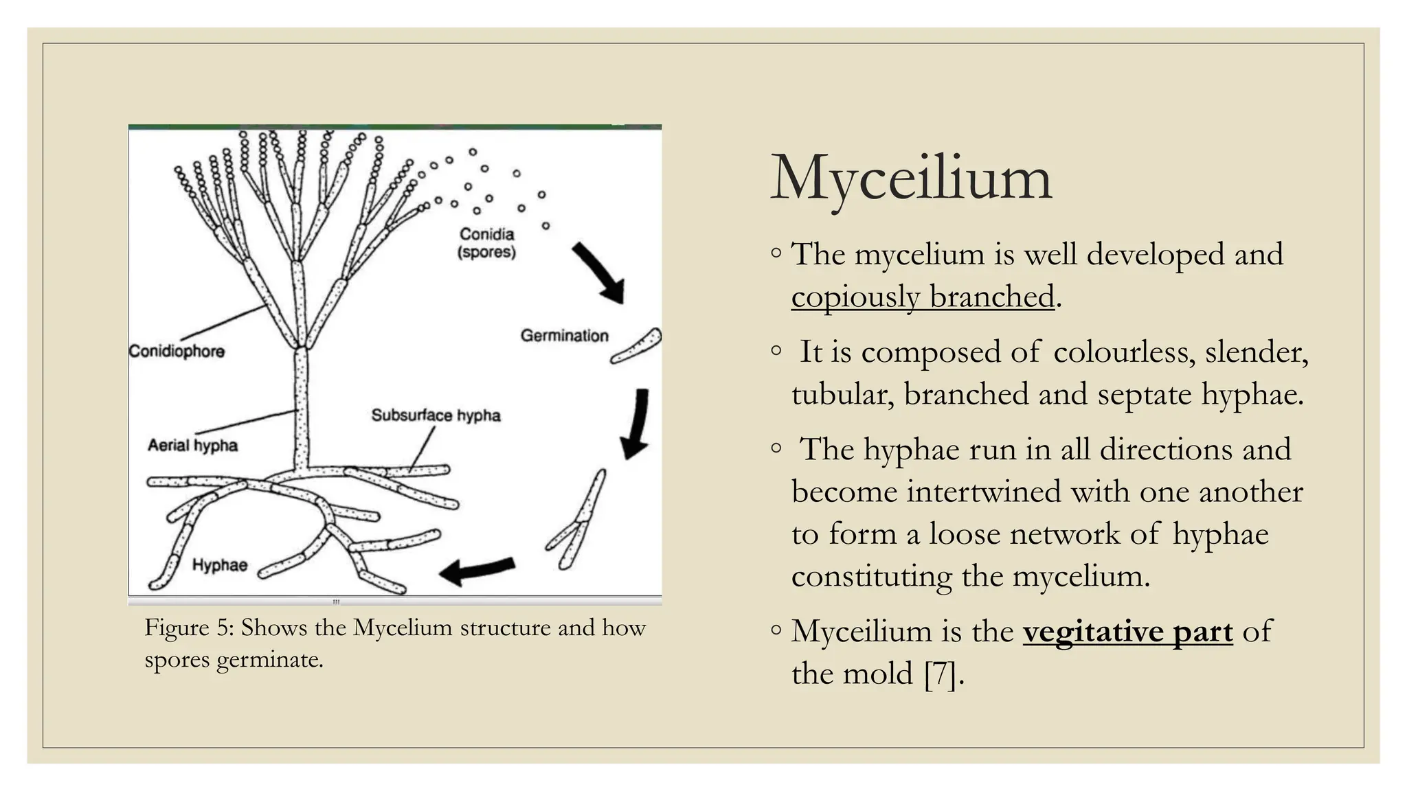 Penicillin structure and its uses kd.pdf