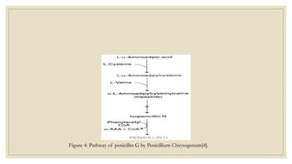 Penicillin structure and its uses kd.pdf