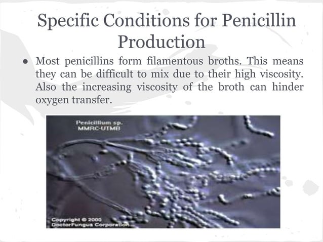 Penicillin prodtn using penicillium chrysogenum | PPTX | Pharmaceutical Drugs | Medical Health