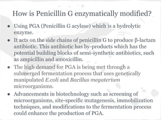 Penicillin prodtn using penicillium chrysogenum | PPTX